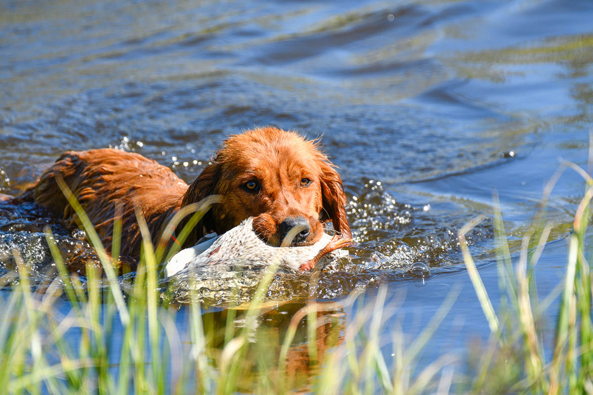 Maeve - Lish Kennels
