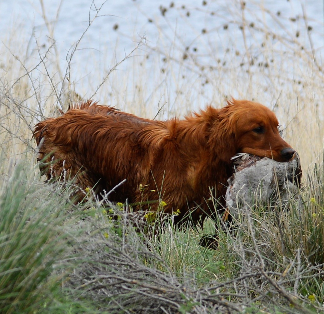 Scotch - Lish Kennels