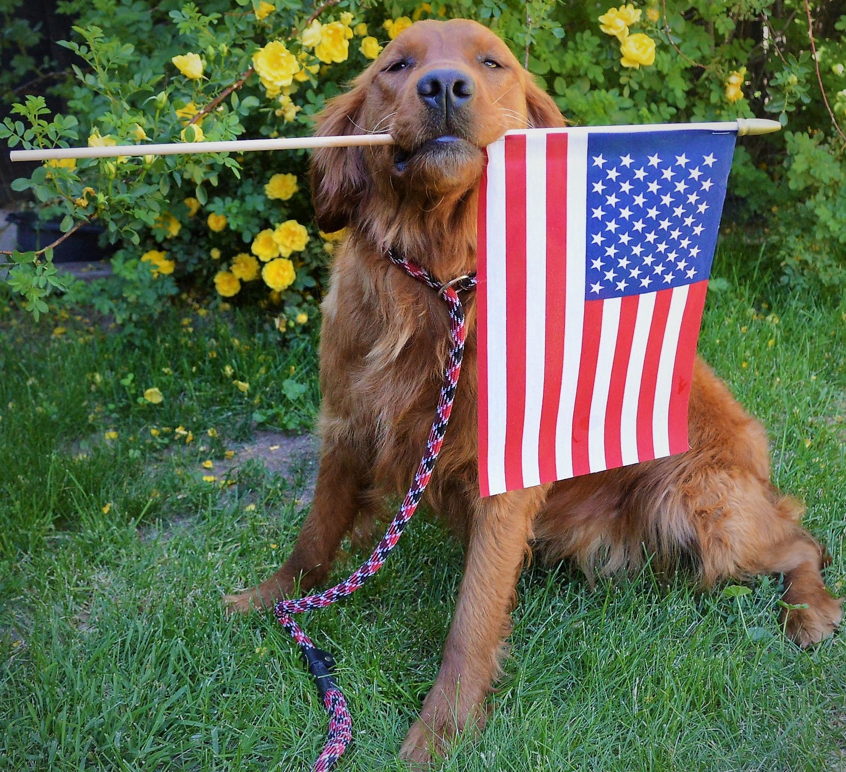 Tillie - Lish Kennels